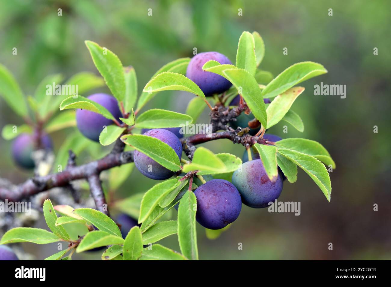 Edible bluish fruits of blackthorn (Prunus spinosa Stock Photo - Alamy