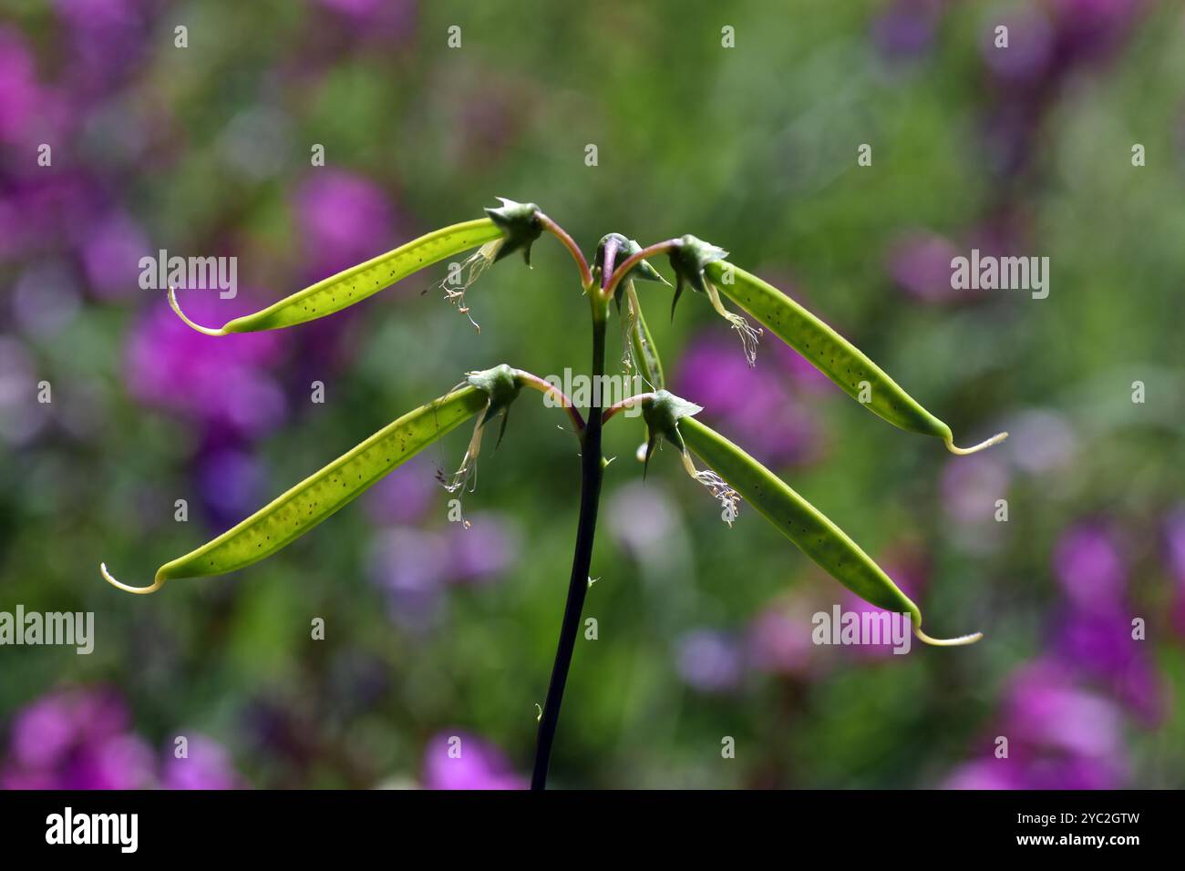 Pods (legumes) of the perennial peavine (Lathyrus latifolius Stock ...