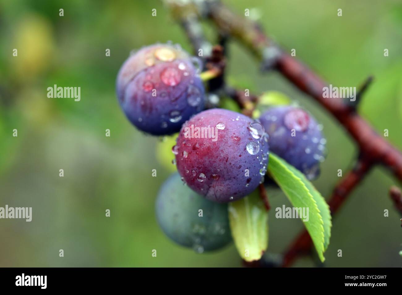 Detail of the edible bluish fruits of blackthorn (Prunus spinosa Stock ...