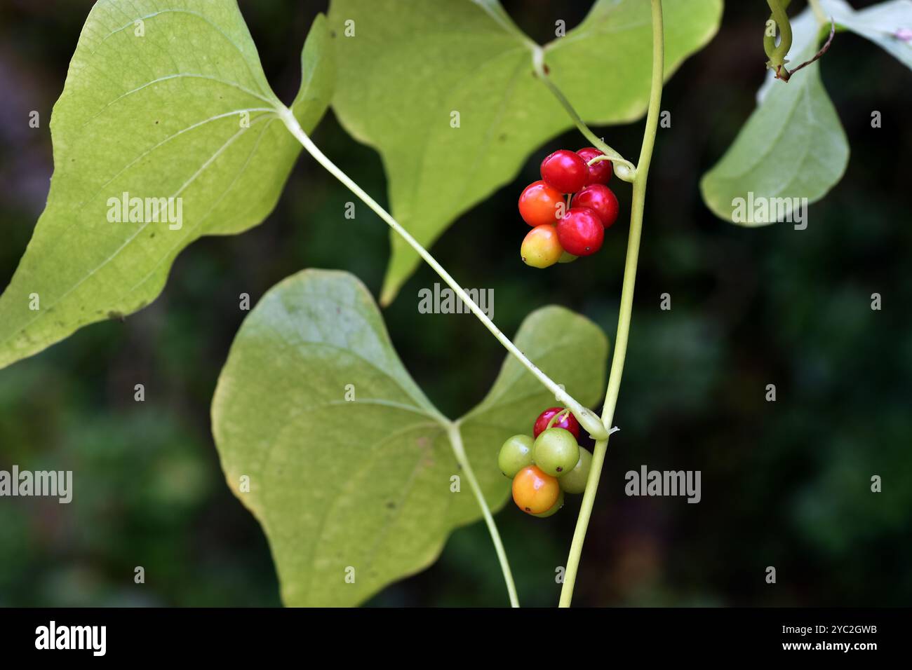 Green and red fruits of Dioscorea communis or Tamus communis Stock ...