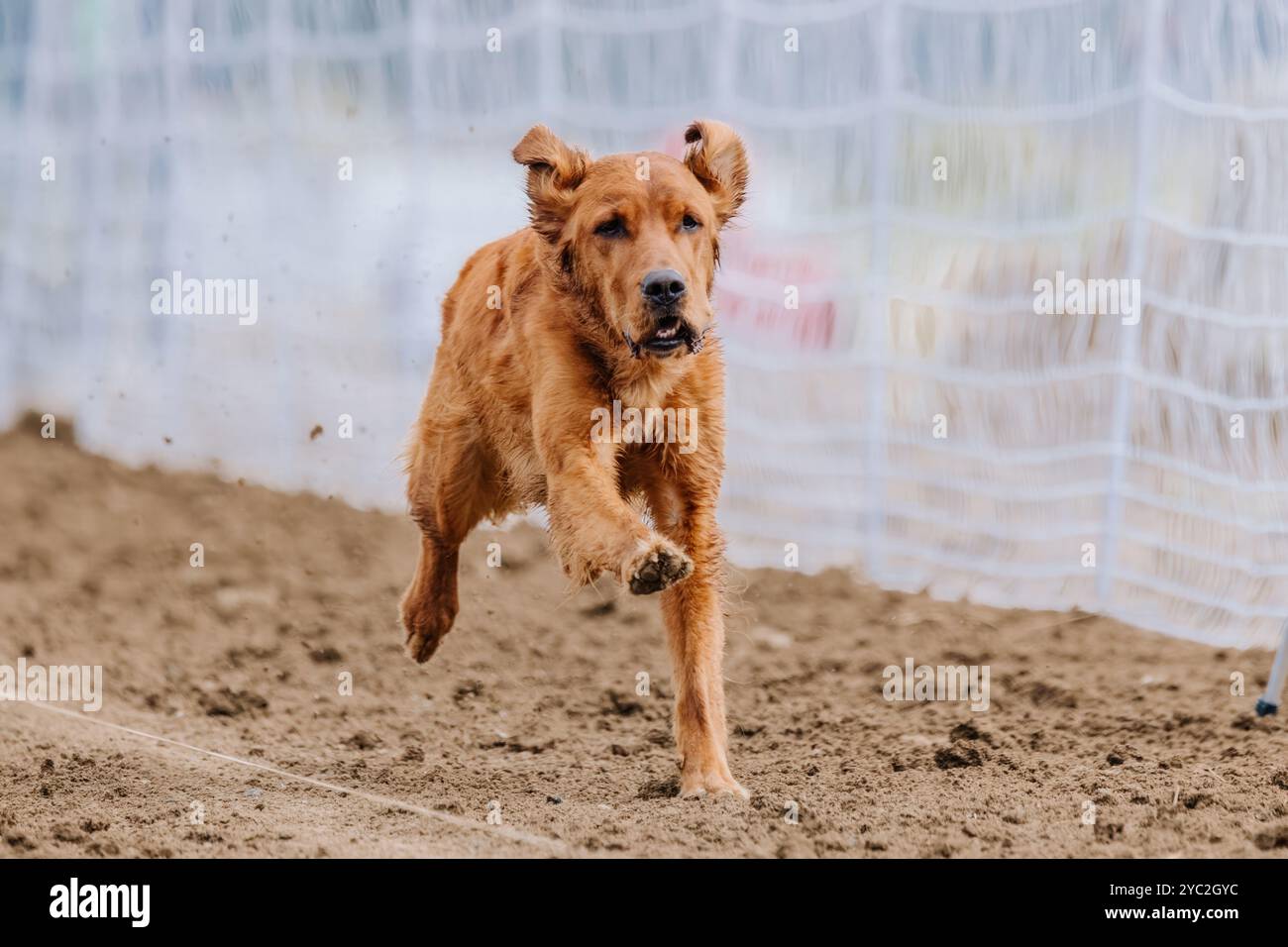 Golden retriever dog line hi-res stock photography and images - Alamy