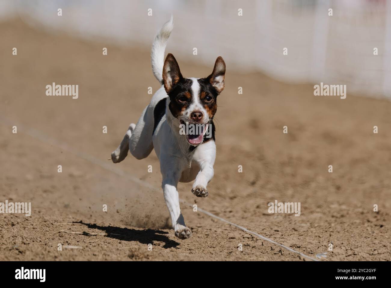 Danish-Swedish Farmdog Puppy Running Lure Course Sprint Dog Sport Stock ...