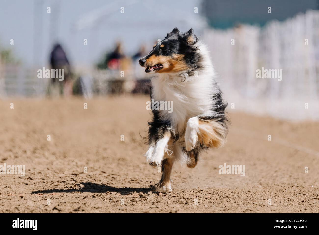 Black white tan collie running hi-res stock photography and images - Alamy