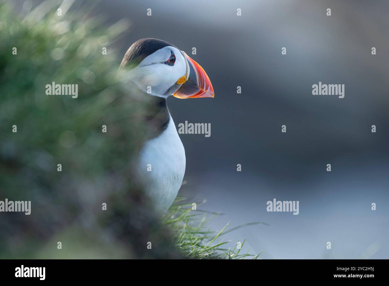 Atlantic Puffin, Caslte O'Burrian, Westray, Orkney Islands, Scotland ...