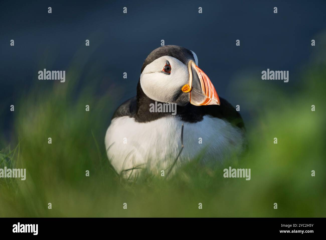 Atlantic Puffin, Caslte O'Burrian, Westray, Orkney Islands, Scotland ...