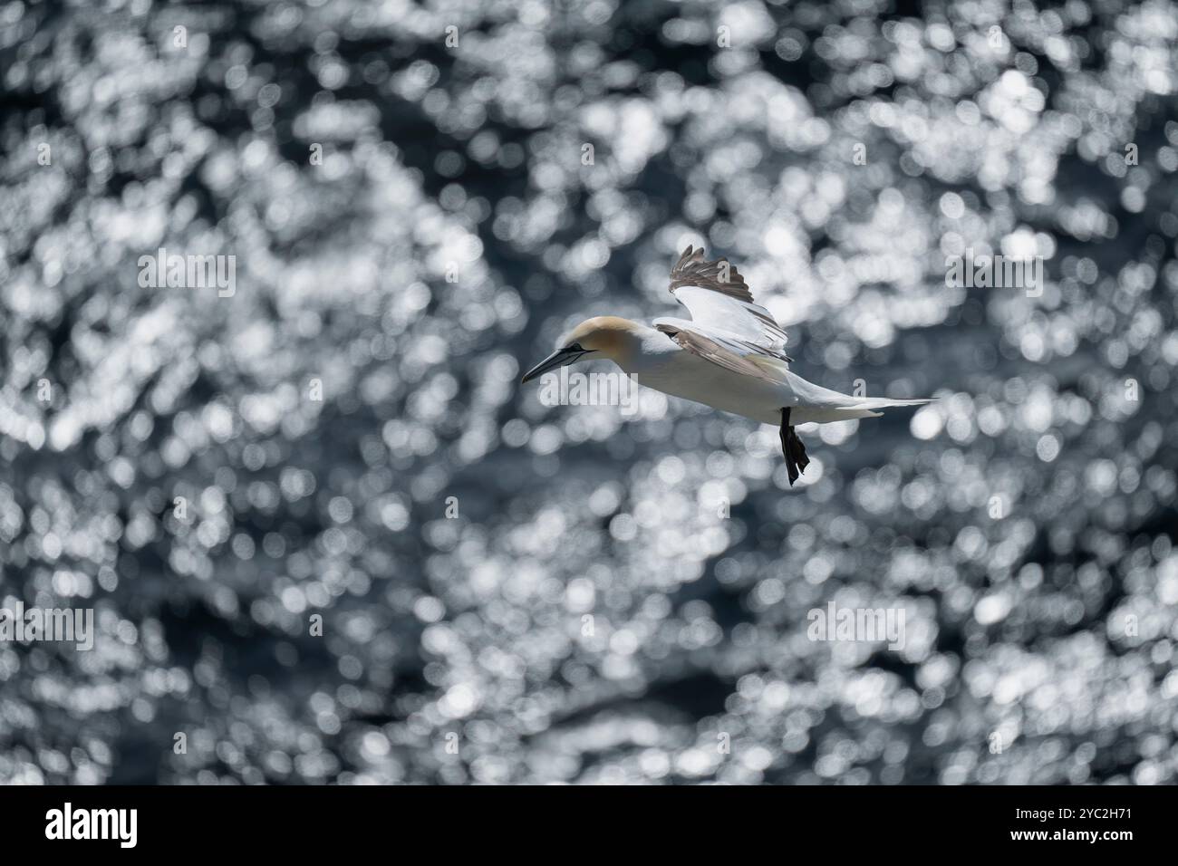 Northern Gannet flies at Noup Head, Westray, Orkney, Scotland Stock ...