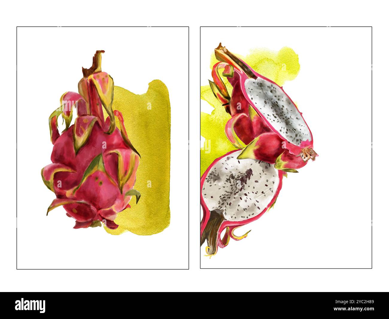 Pitaya slices, bright pink watercolor stain. Hand drawn watercolor ...