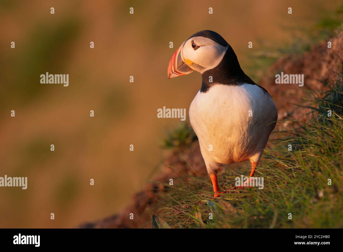 Atlantic Puffin at Caslte O'Burrian, Westray, Orkney Islands, Scotland ...