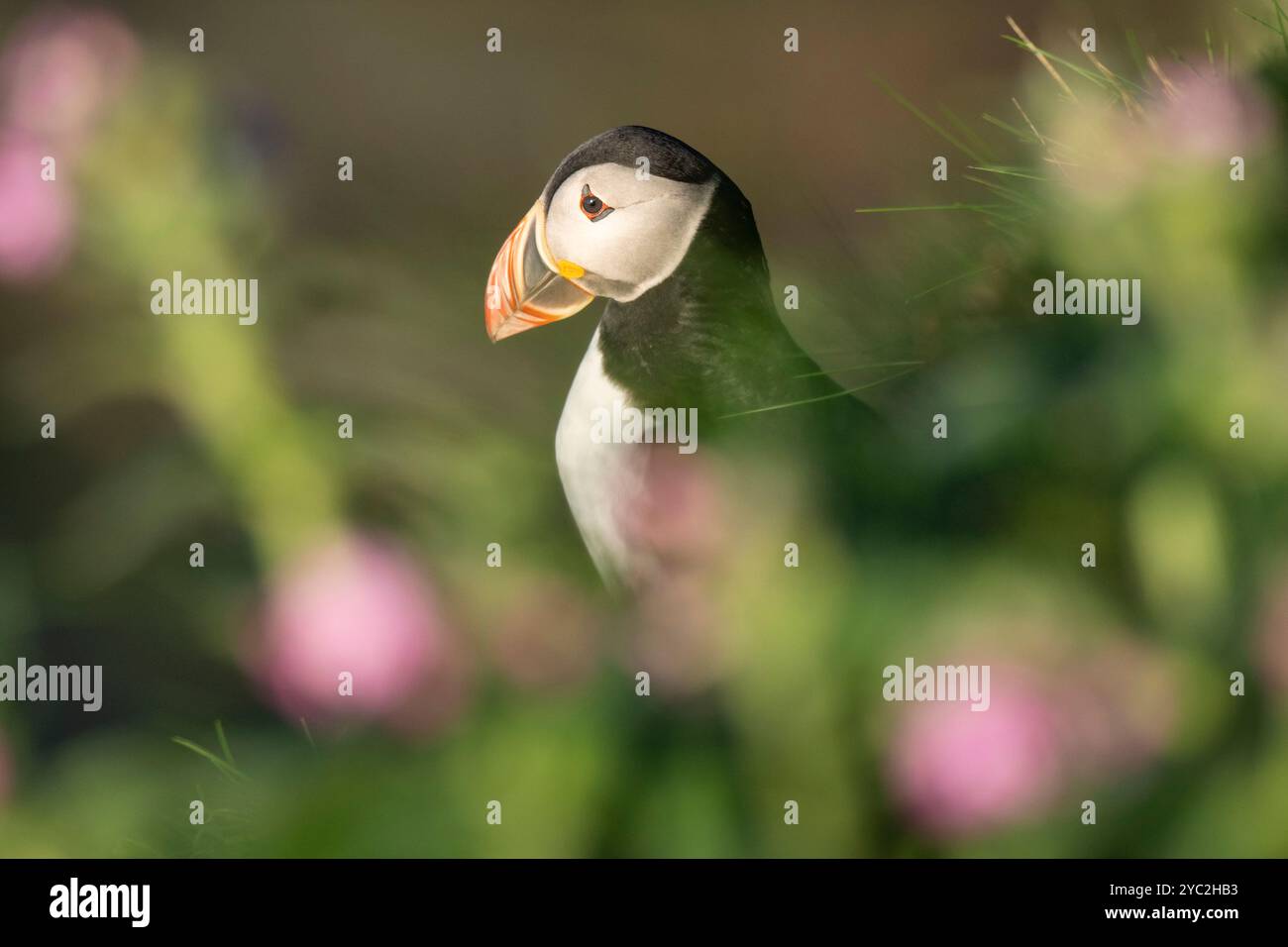 Atlantic Puffin at Caslte O'Burrian, Westray, Orkney Islands, Scotland ...