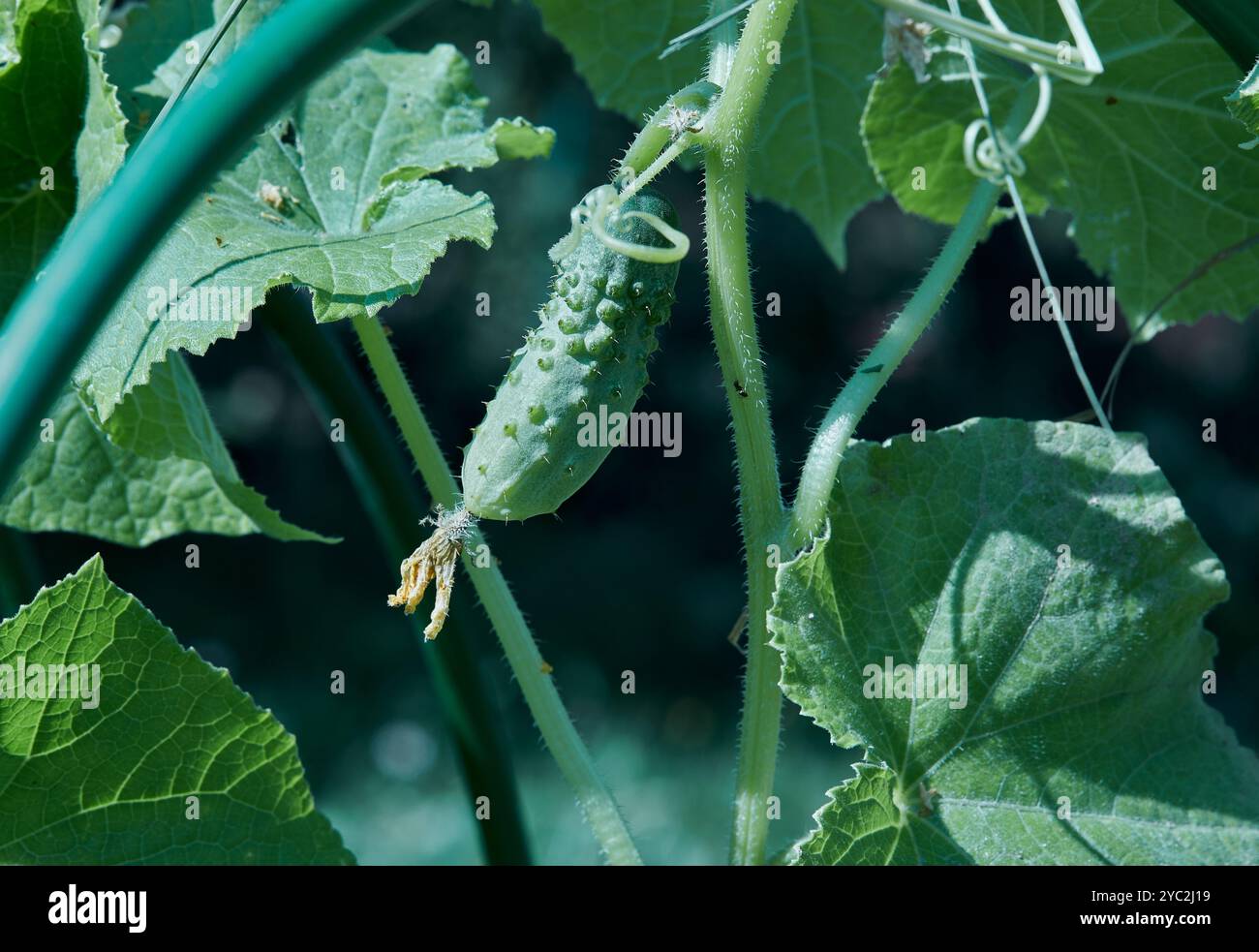 Small cucumber in greenhouse hi-res stock photography and images - Alamy