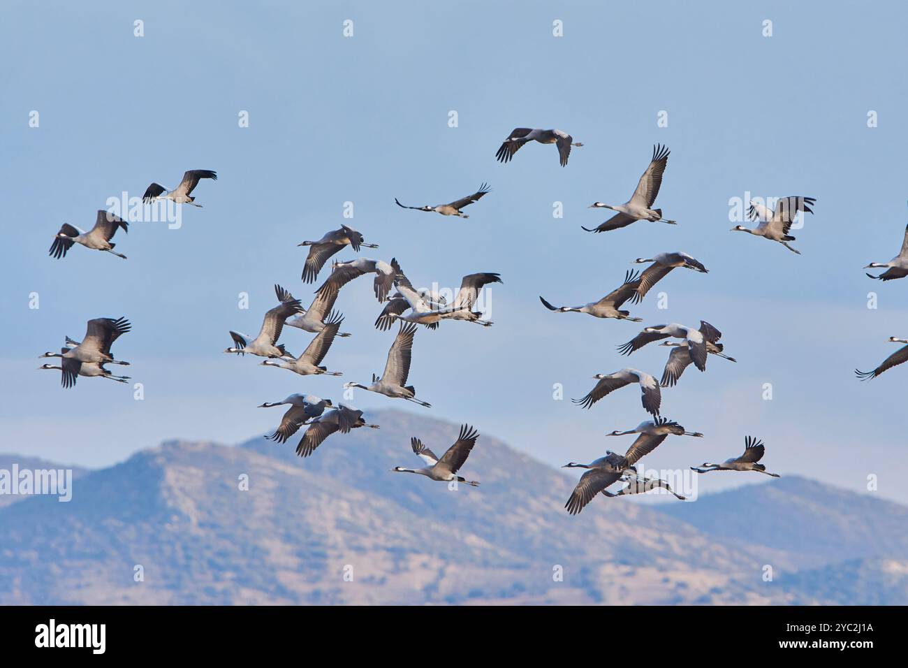 Flying common cranes sunset hi-res stock photography and images - Alamy