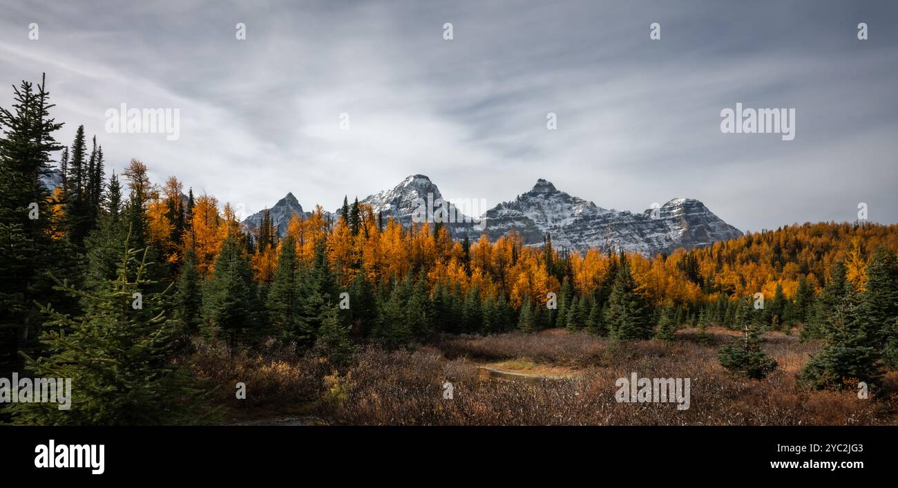 Panorama of mountains and yellow larch trees in fall in Banff Stock ...