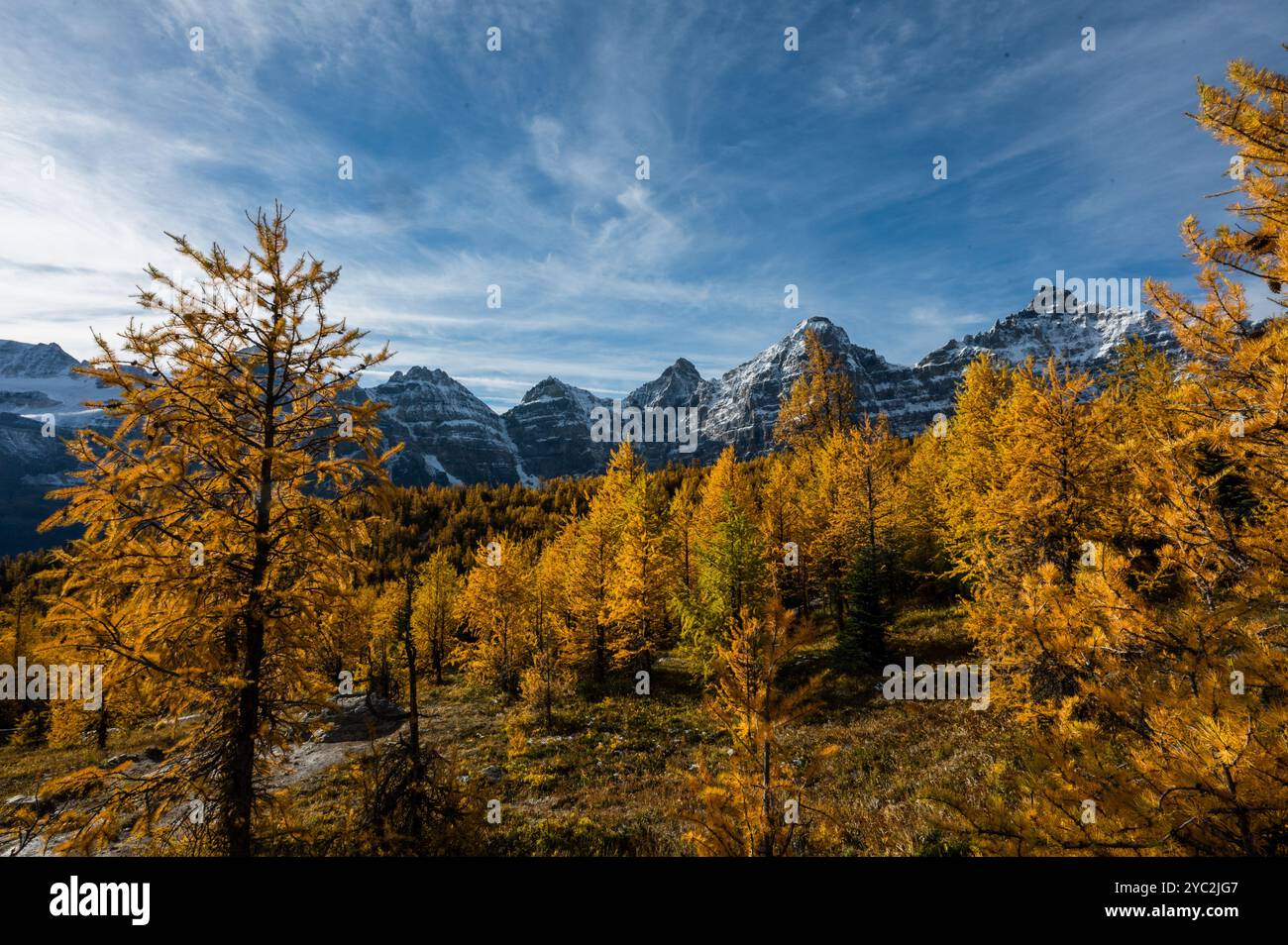 Mountains and yellow larch trees in fall in Larch Valley, Canada Stock ...