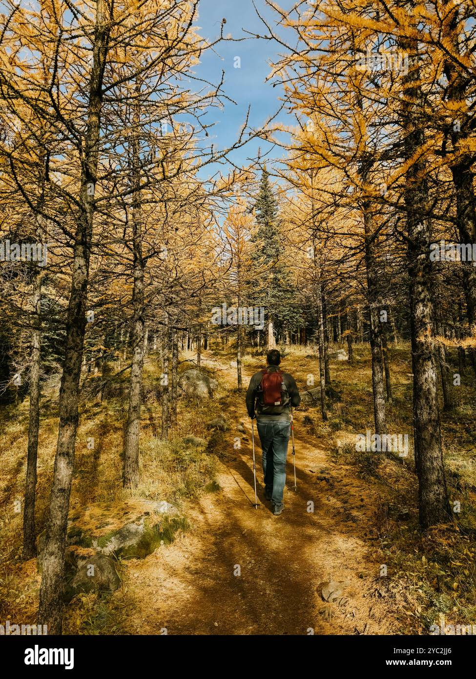 Man hiking through forest of yellow larch trees on fall day in Banff ...