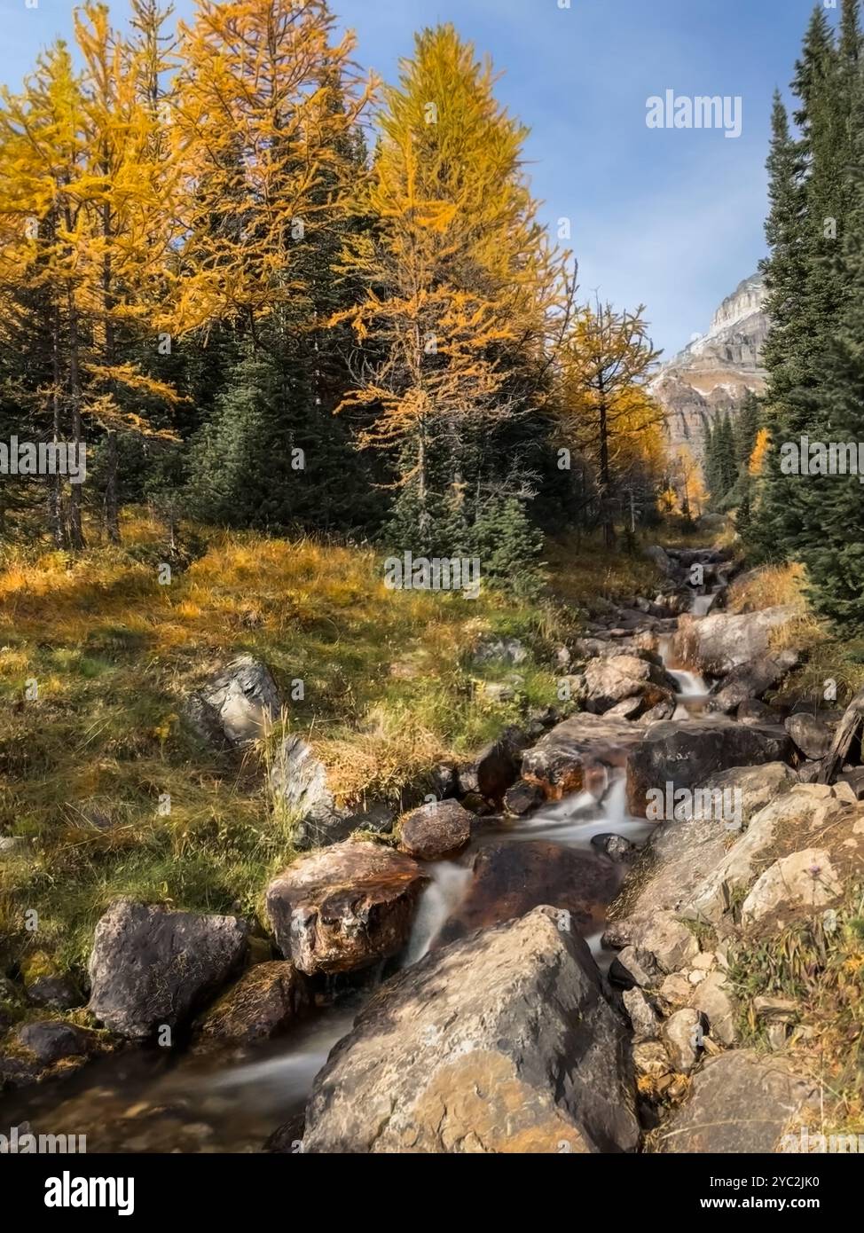 Waterfall running through forest of larch trees in Banff, Canada Stock ...