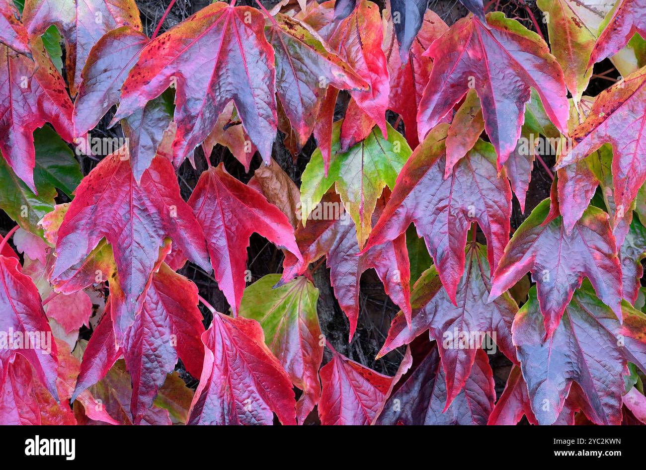 autumn leaves on climbing vine on wall background, norfolk, england ...