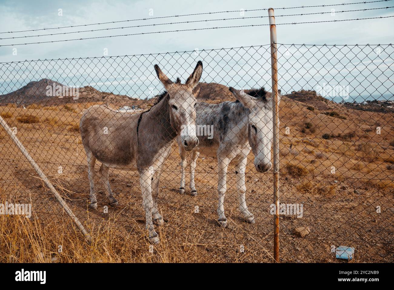 Majestic Donkey Portrait in Nature - Capturing the Beauty of Wildlife ...