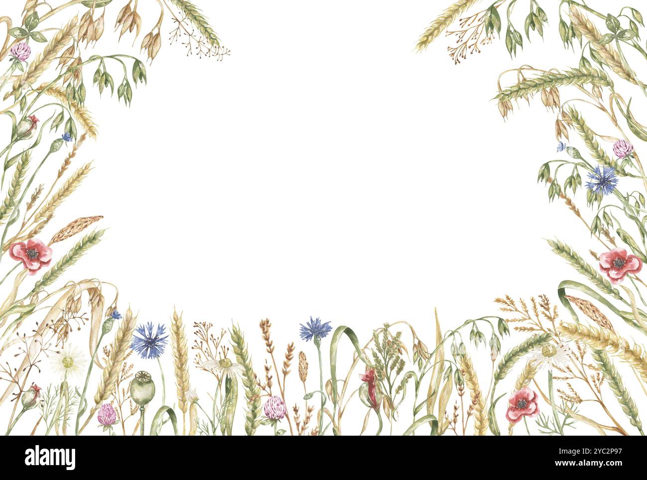Watercolor hand drawn meadow flowers frame illustration, graphic ...