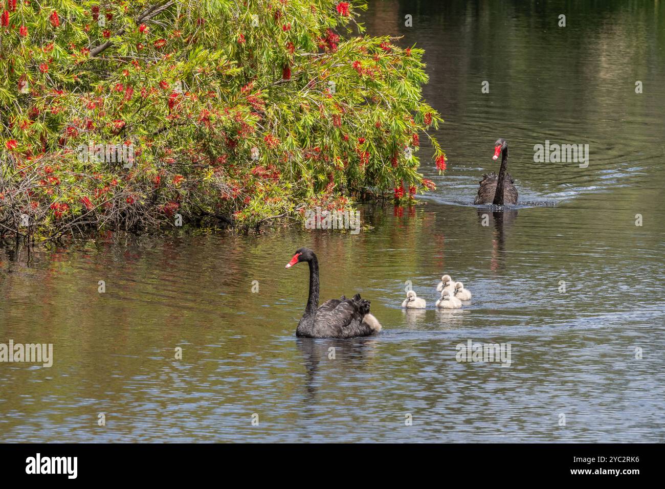 A Black Swan family swimming in Jolimont Lake in Perth, Western ...