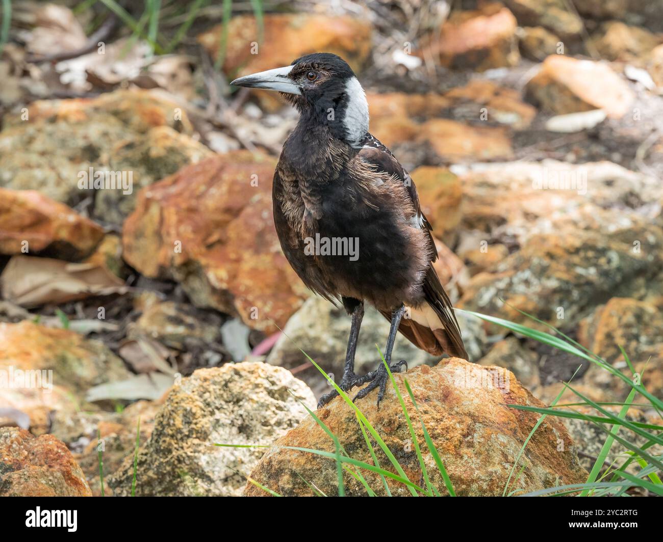 The Australian magpie (Gymnorhina tibicen) is a black and white ...