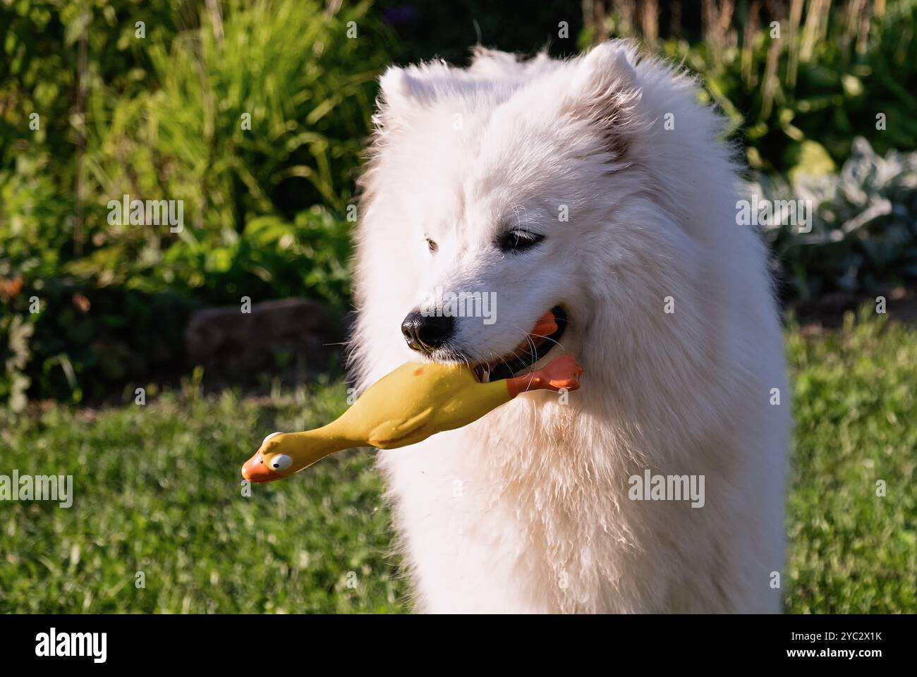 A fluffy Samoyed dog enjoys playtime in the garden, holding a yellow ...