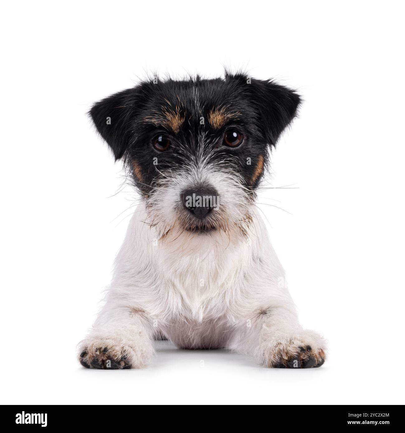 Cute young Jack Russel dog puppy, laying down facing front. Mouth ...