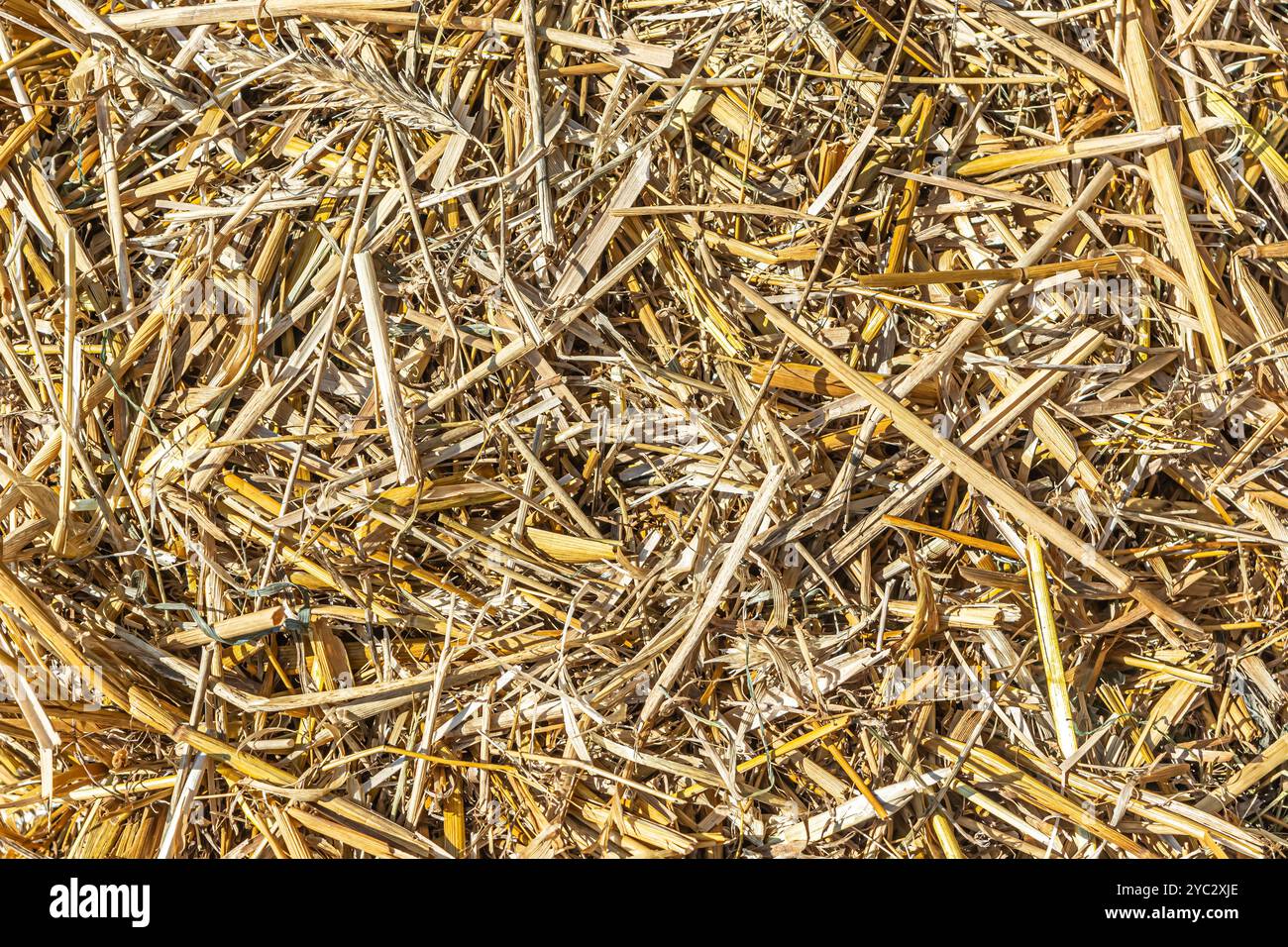 Straw - waste from wheat harvest lying on the field Close-up Stock ...