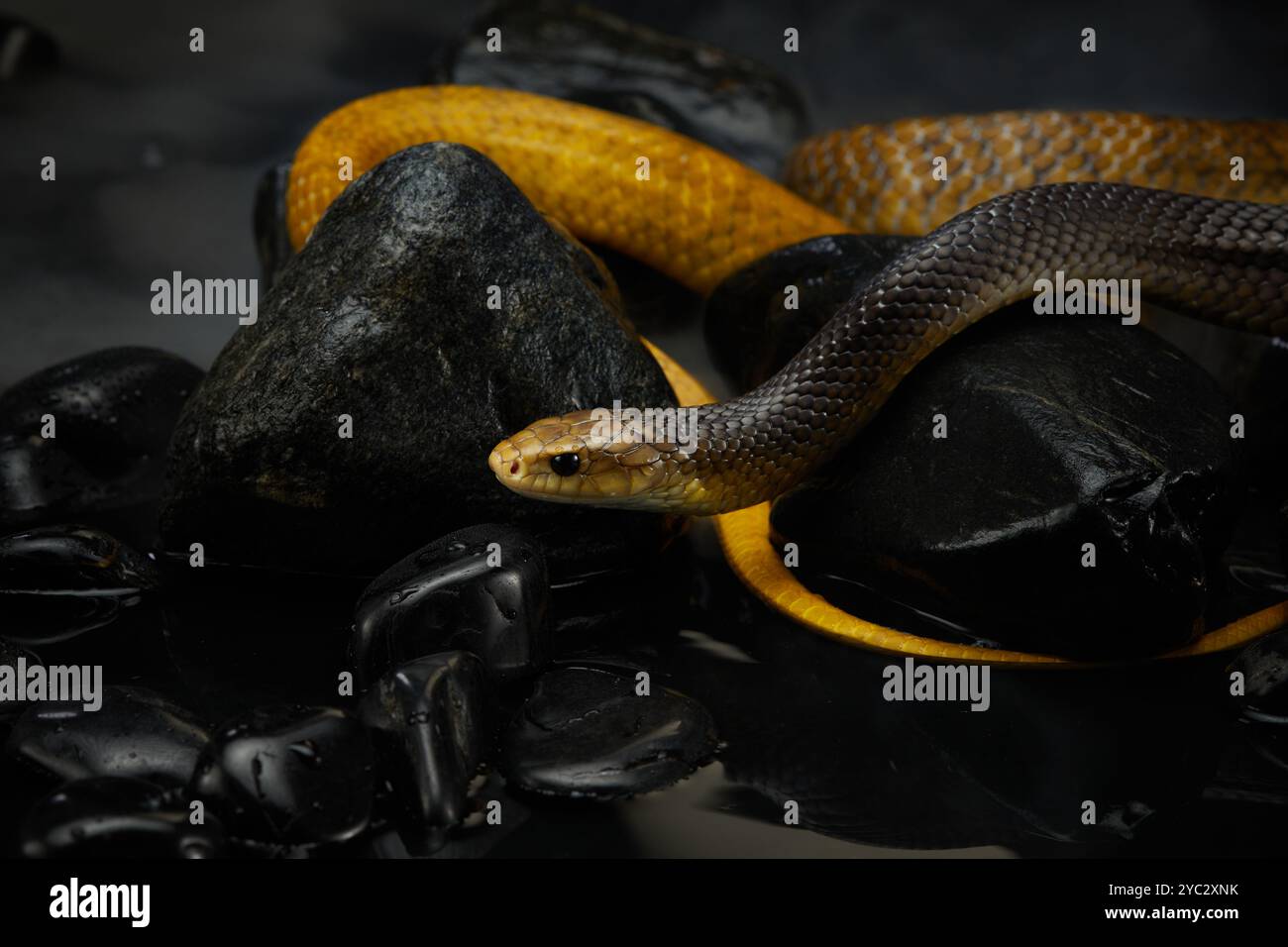 A snake is coiled on black rocks, its body blending with the dark ...