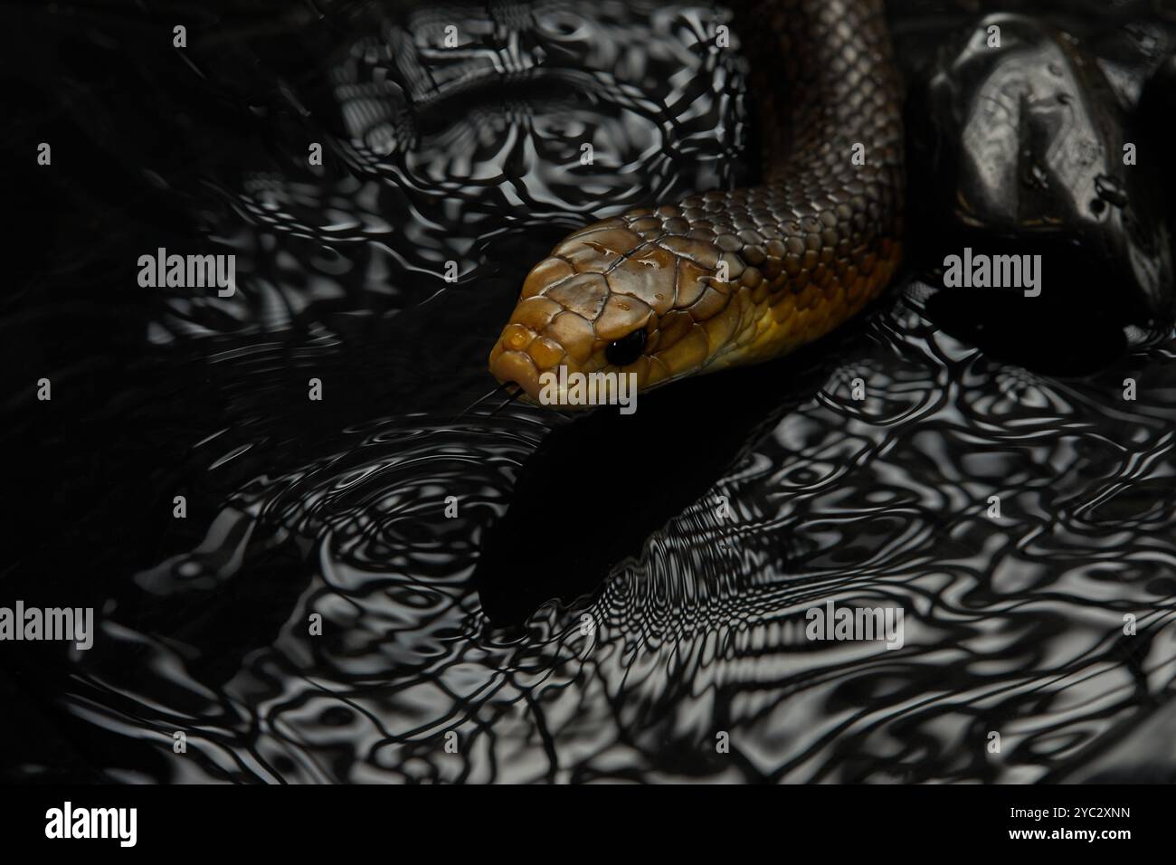 A black snake with yellow markings is gliding over a dark surface, its ...