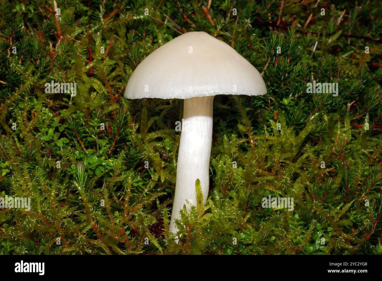 Cuphophyllus virgineus (snowy waxcap) has largely a north temperate ...