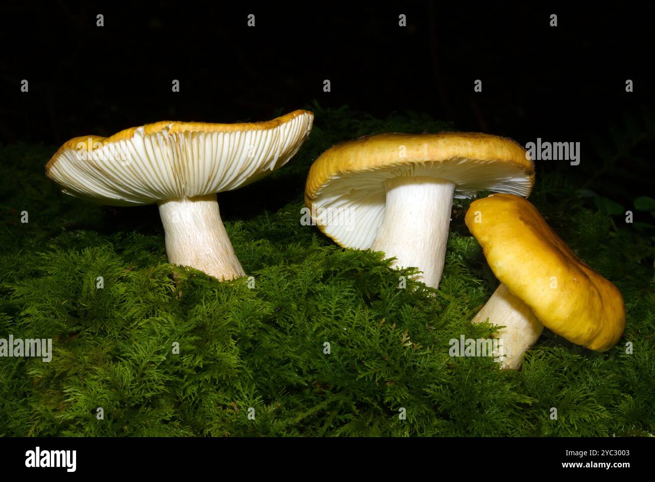 Russula ochroleuca (Common Yellow Russula) is widespread and common in ...