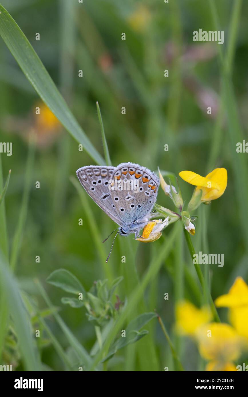 Blue underwings hi-res stock photography and images - Alamy