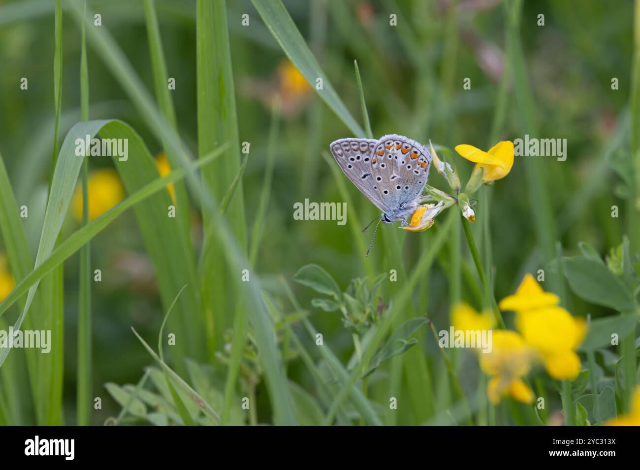 Common Blue (Polyommatus icarus) butterfly underwing Switzerland August ...