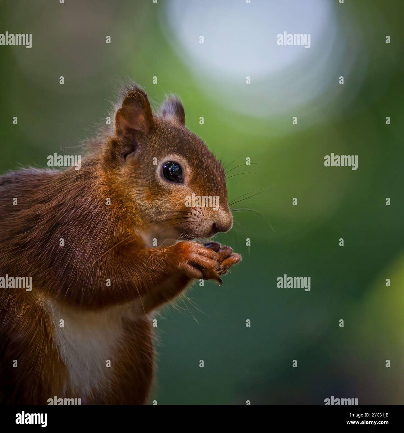 Red Squirrels at Brownsea Island Stock Photo - Alamy