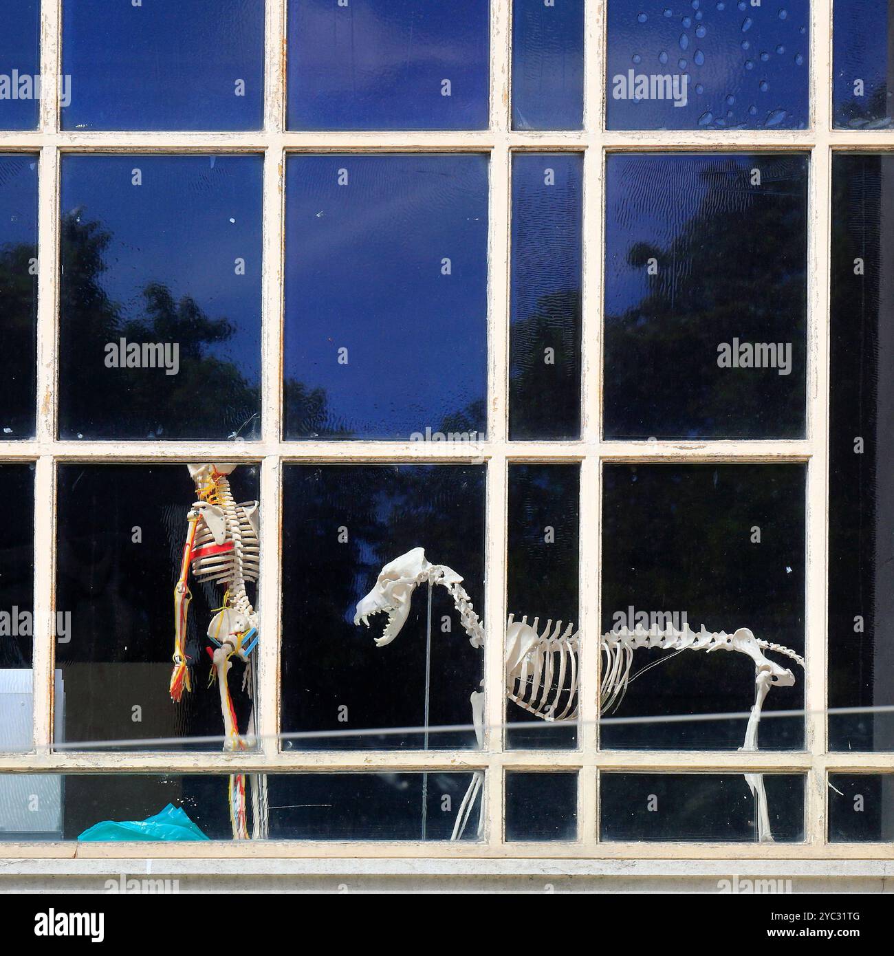 Skeleton figures of man and dog(?) in a window, taken from public road ...