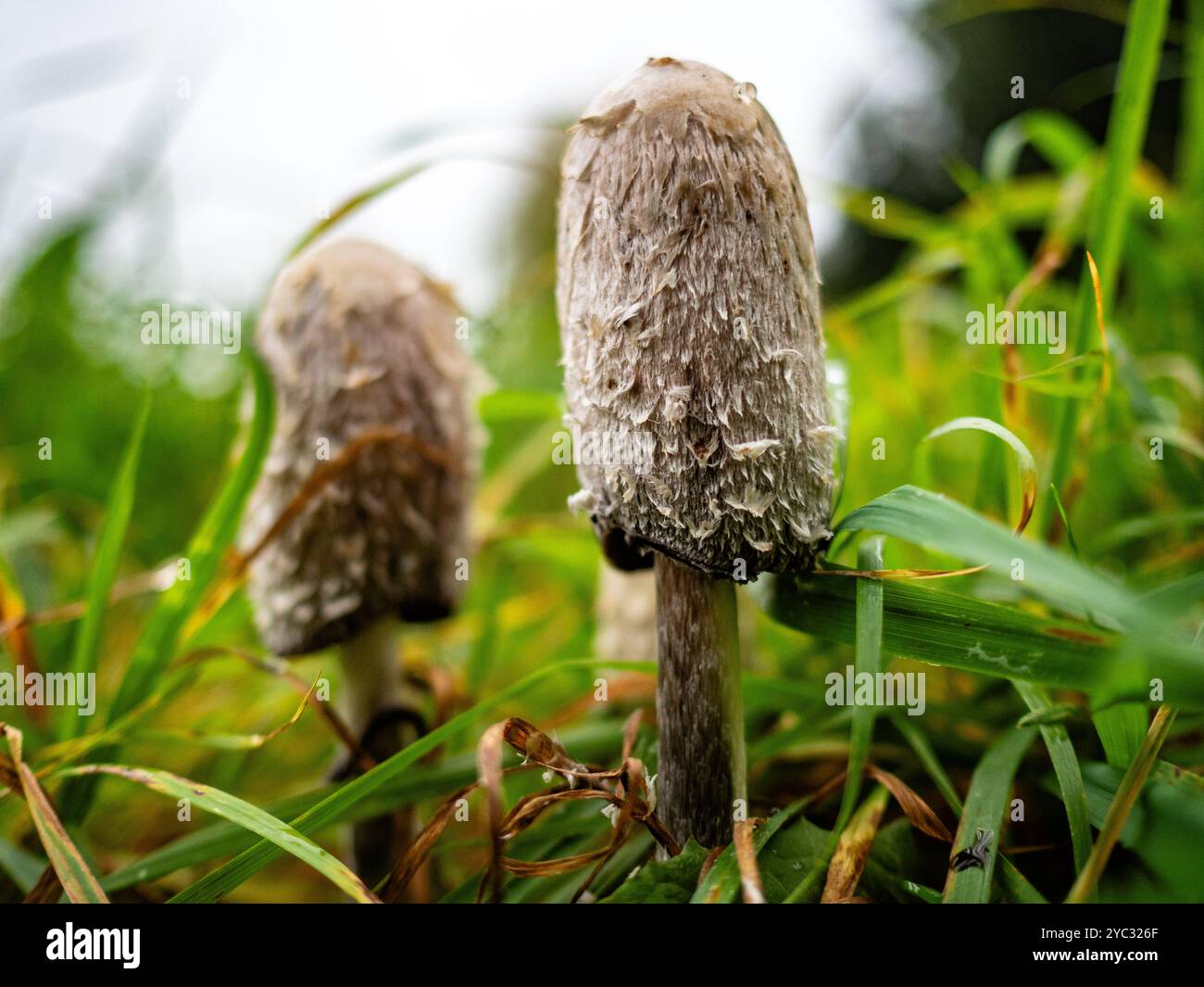 Lochem, Netherlands. 20th Oct, 2024. Two Shaggy Ink Cap mushrooms are ...