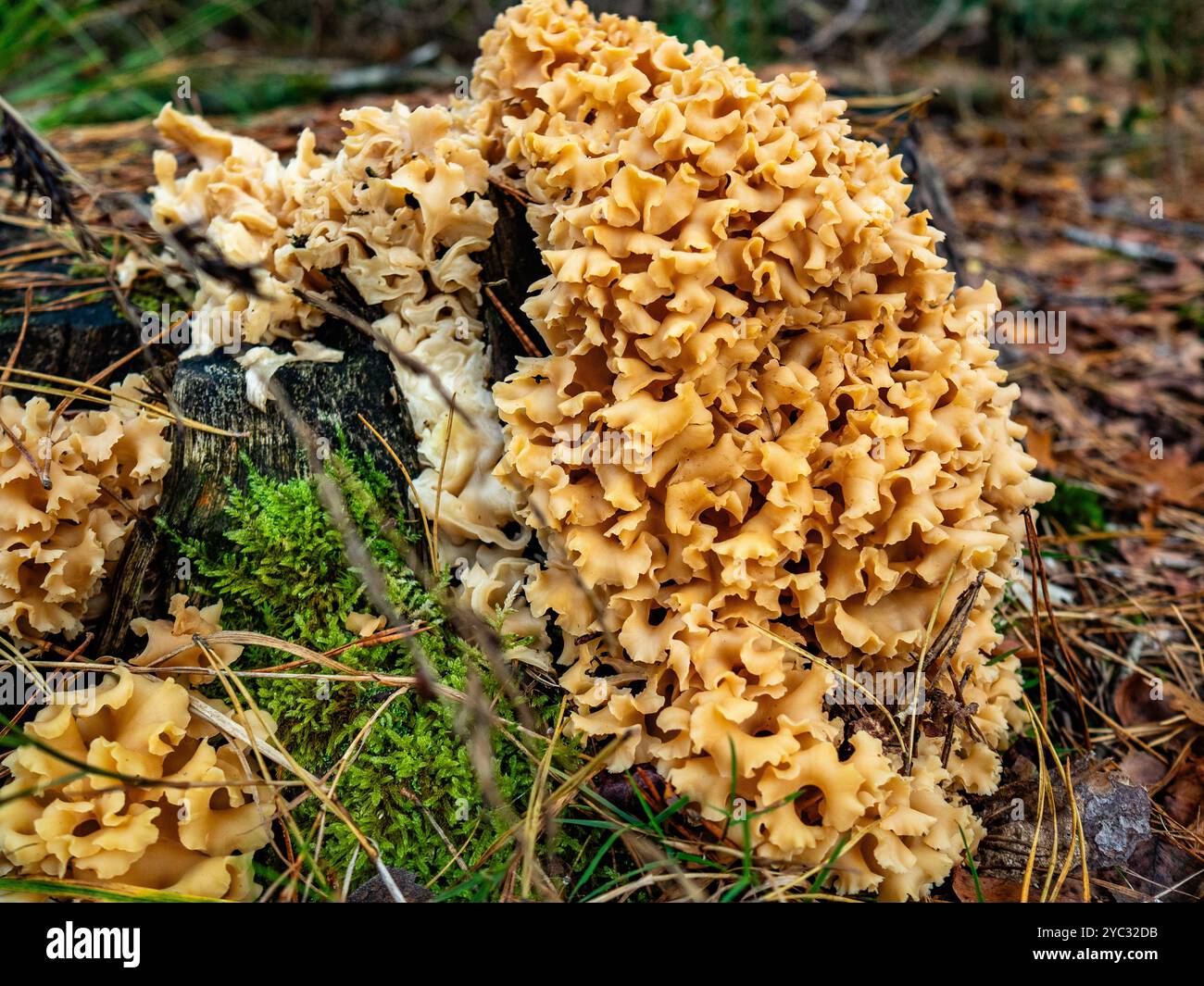 Fungi are seen growing up on a trunk. It’s autumn, meaning there are ...