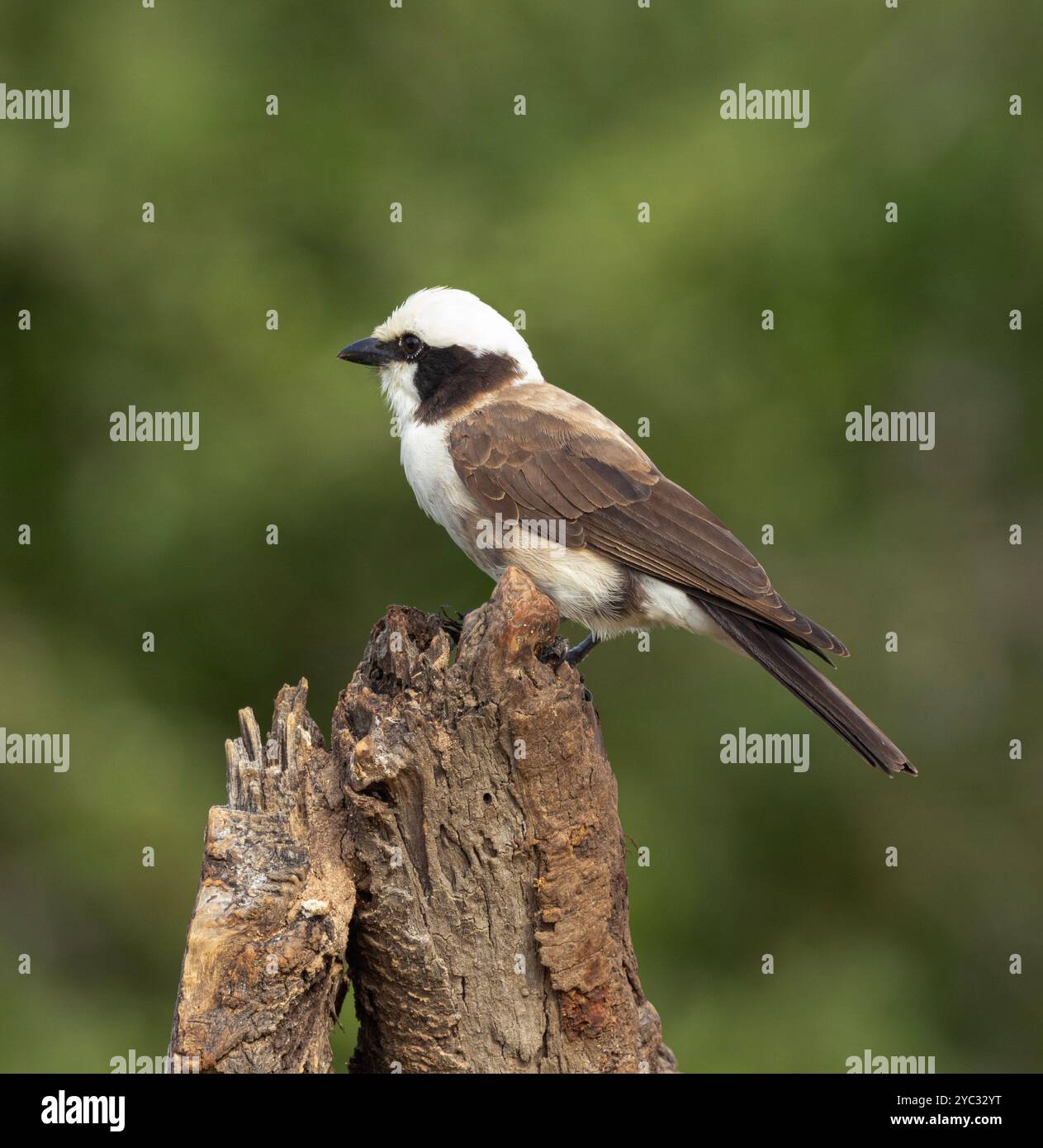 The Northern White-crowned Shrike is closely related to the true shrike ...