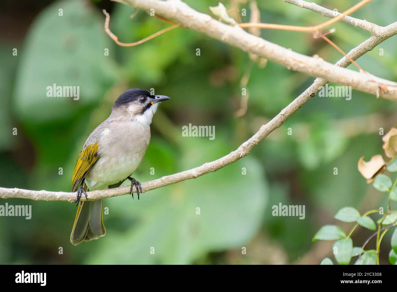 Styan hi-res stock photography and images - Alamy