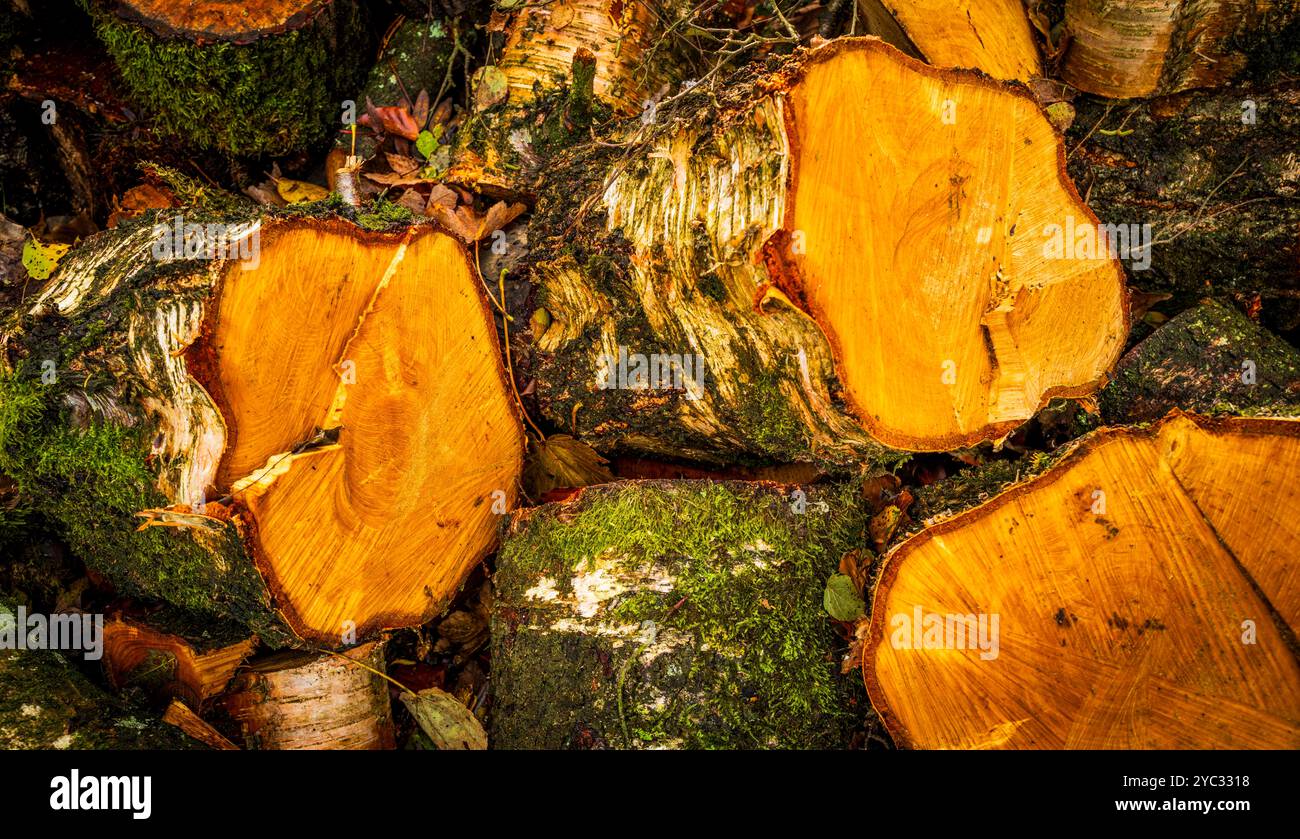 Seasonal picture autumn hi-res stock photography and images - Alamy