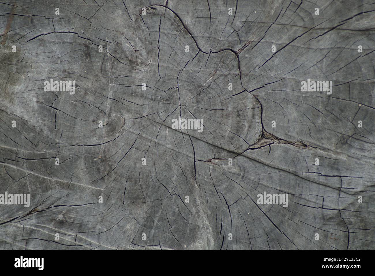 Cracked wood of a tree slice, structure, annual rings, background ...
