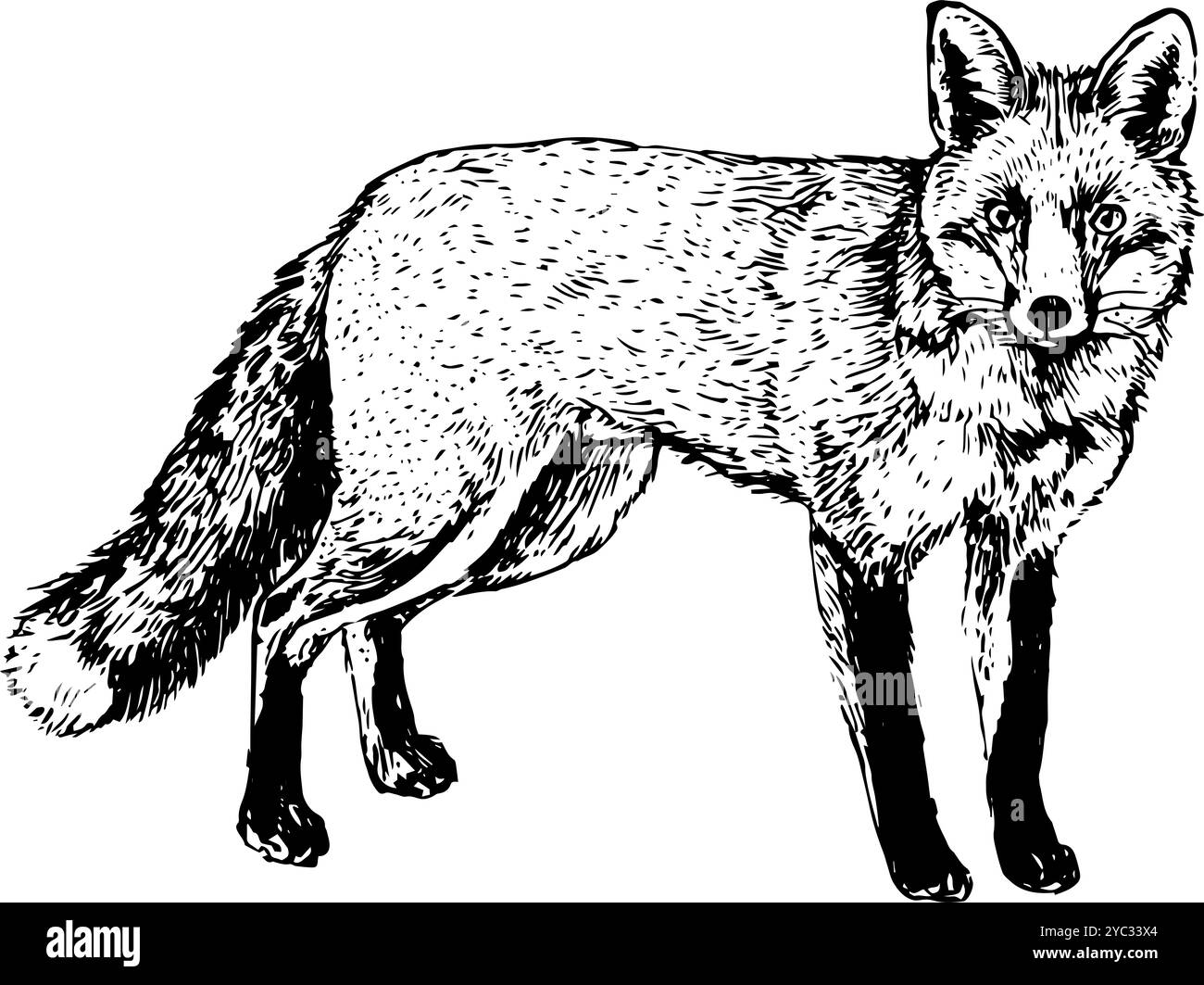Red fox - hand drawn illustration of forest animal | furry, cute ...