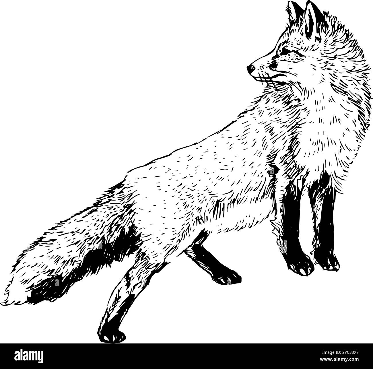 Red fox - hand drawn illustration of forest animal | furry, cute ...
