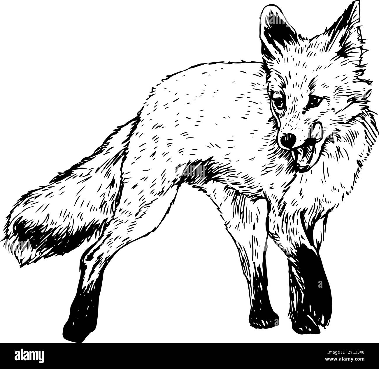Red fox - hand drawn illustration of forest animal | furry, cute ...