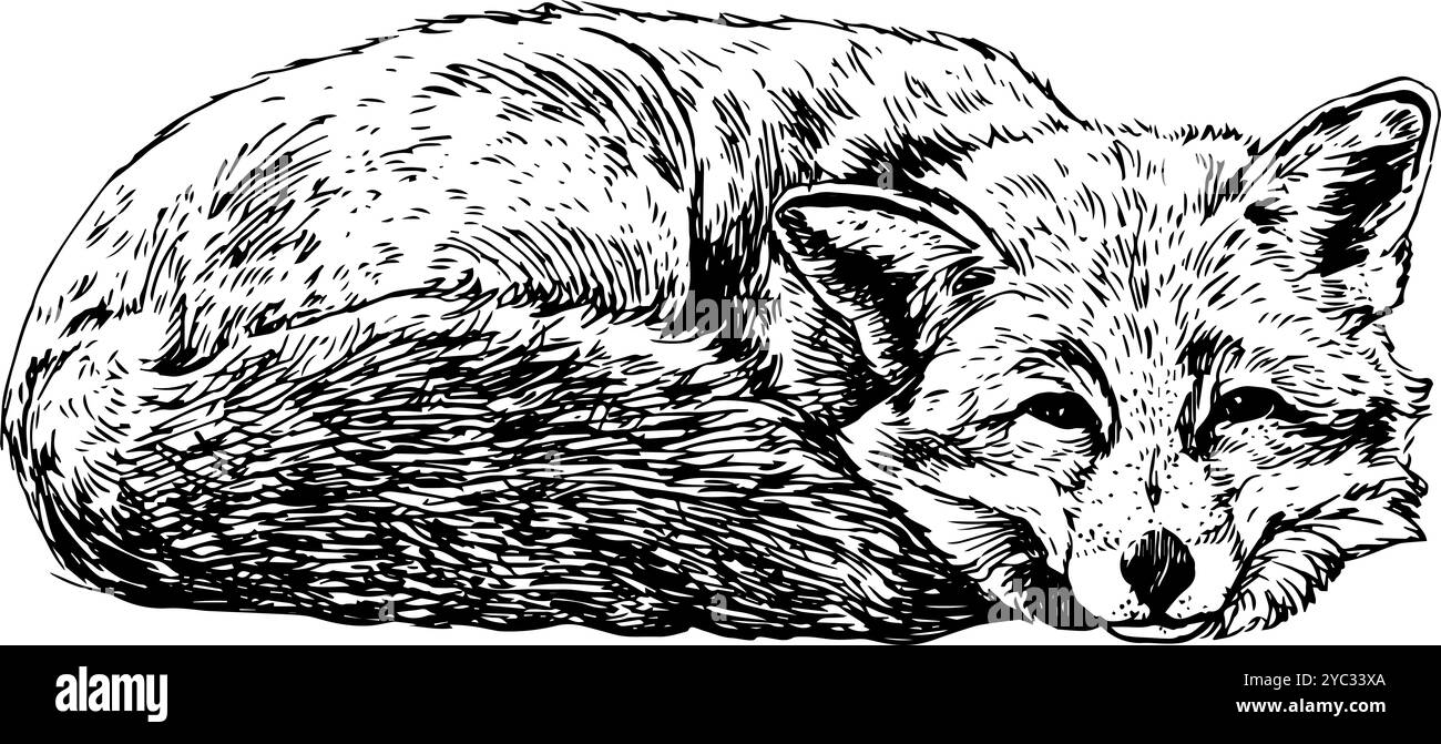 Red fox - hand drawn illustration of forest animal | furry, cute ...
