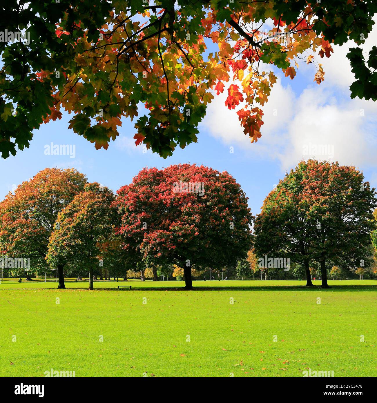 Vividly coloured autumn trees in Llandaff Fields, Cardiff, South Wales ...