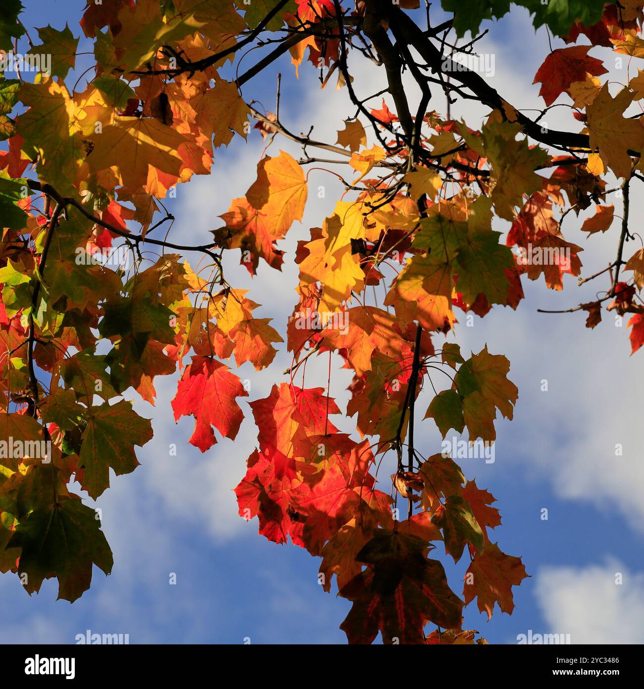Cardiff, South Wales, UK. Taken October 2024. Autumn Stock Photo - Alamy