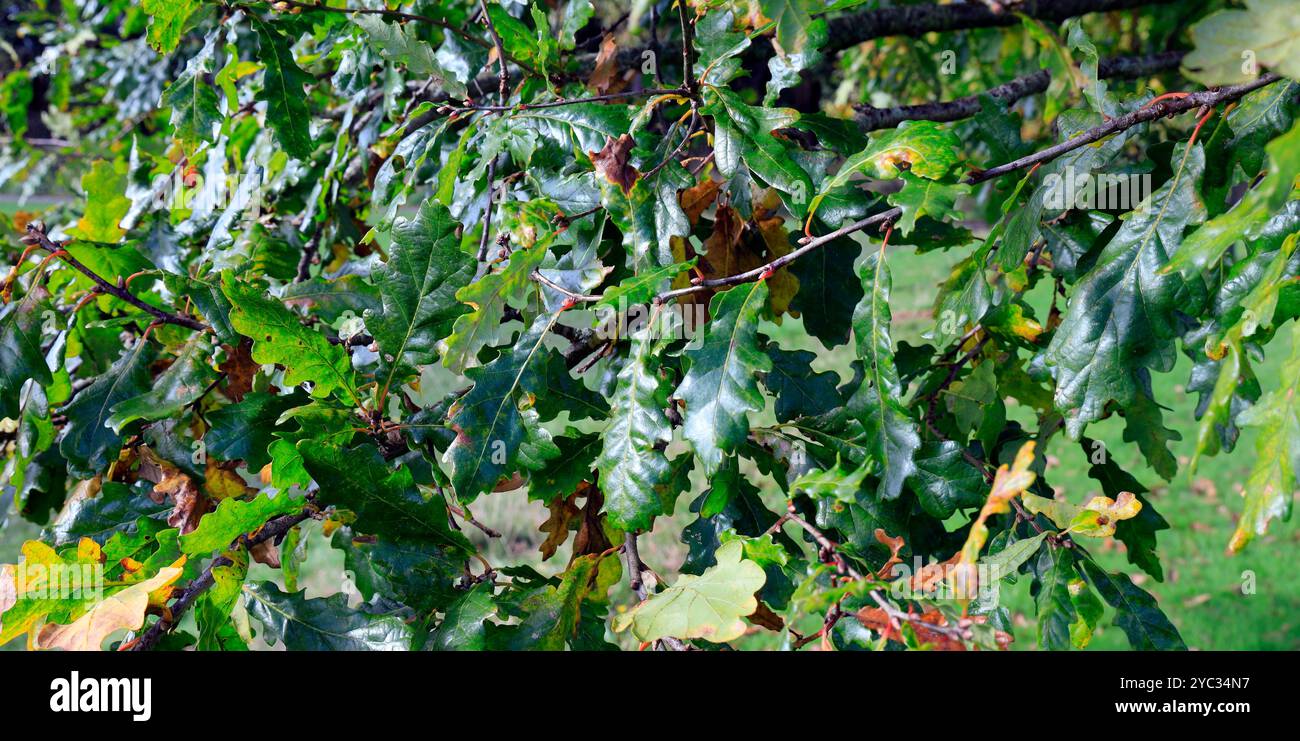 Cardiff wales october 2024 hi-res stock photography and images - Alamy