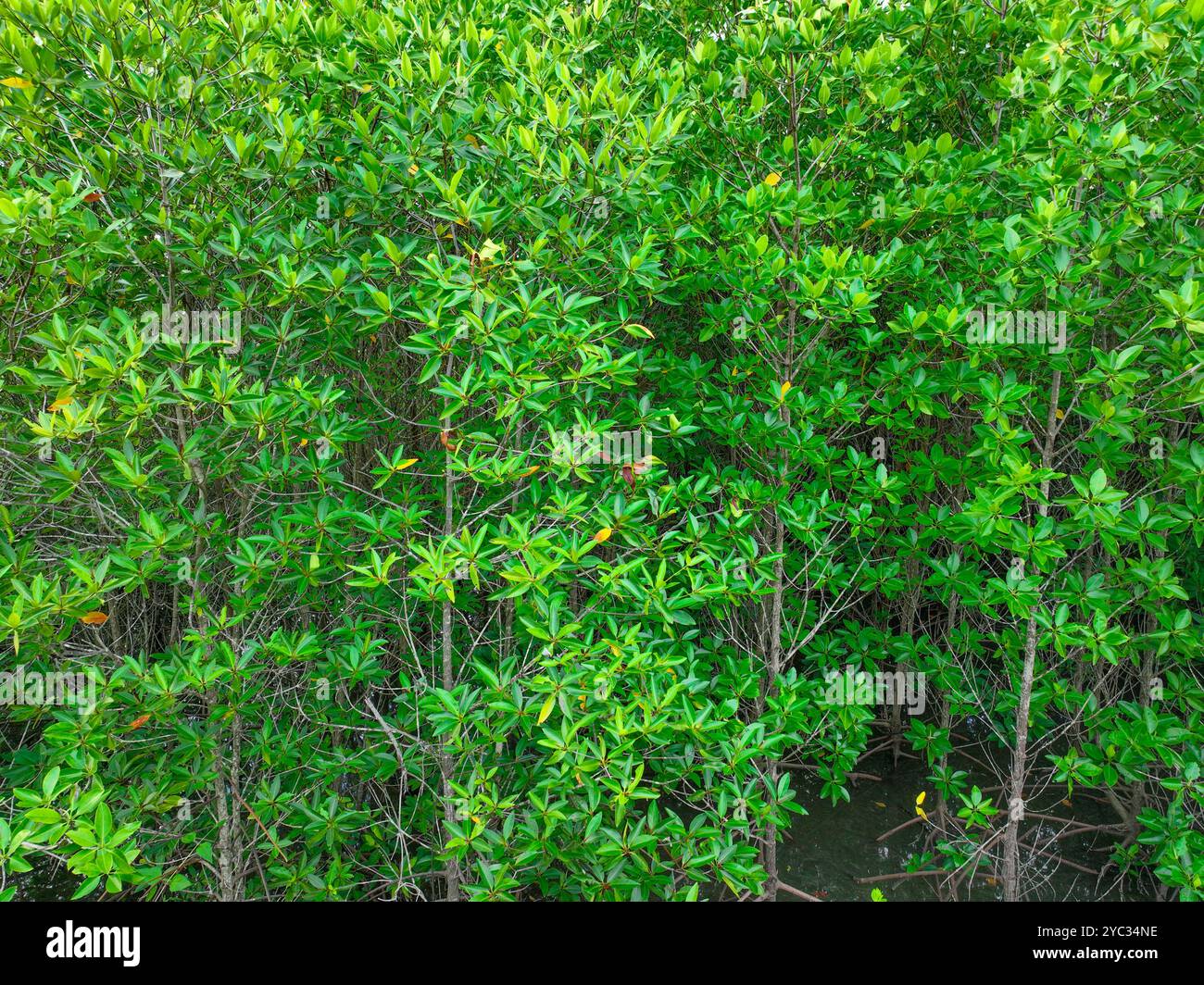 Green Mangrove Forest Mangroves Trees Capture Co2 Natural Carbon Sinks Blue Carbon Ecosystems