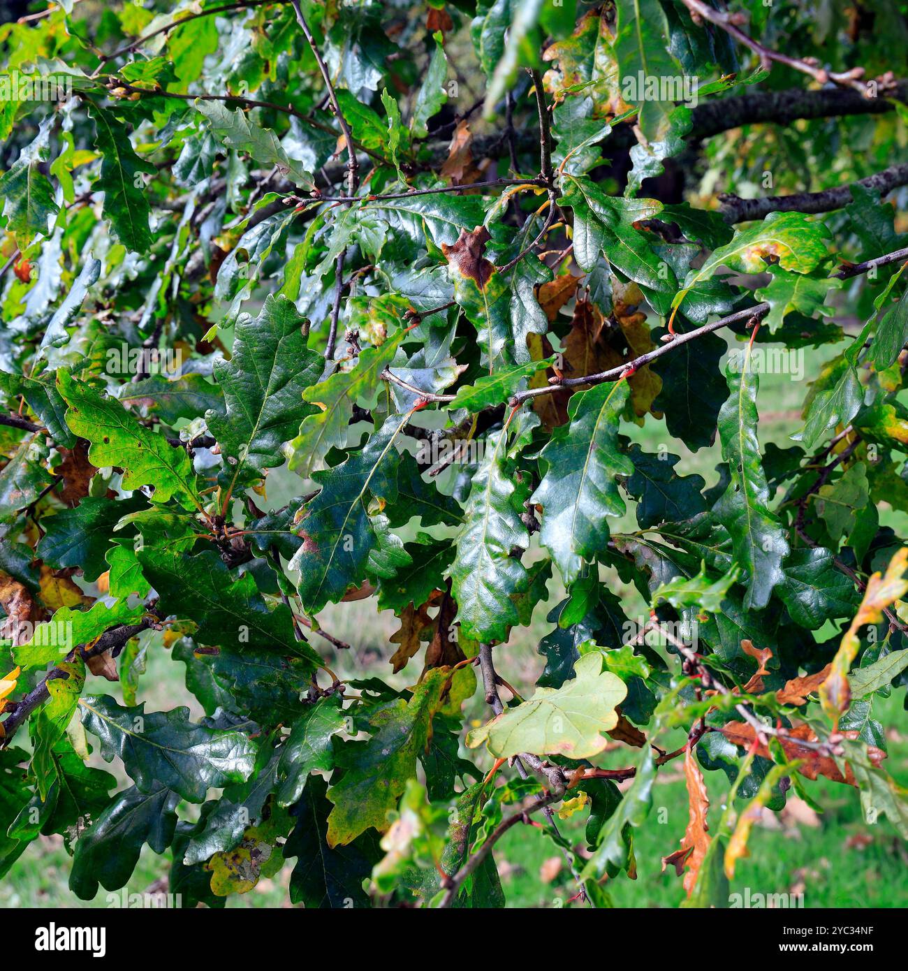 Green oak leaves on a tree, Cardiff, South Wales, UK. Taken October ...